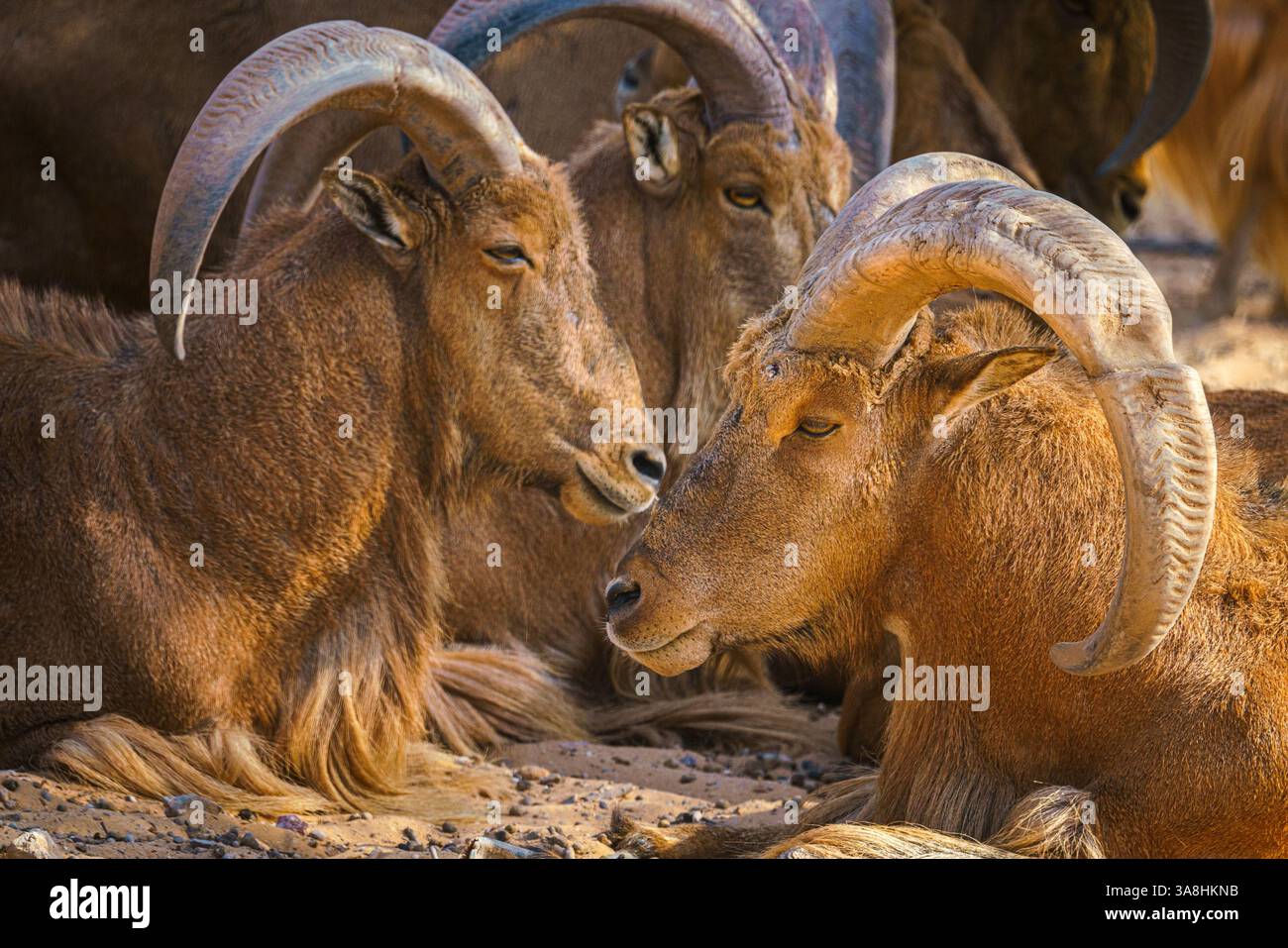Sir Bani Yas Island, United Arab Emirates - Jan 18 2024, Close-up view ...