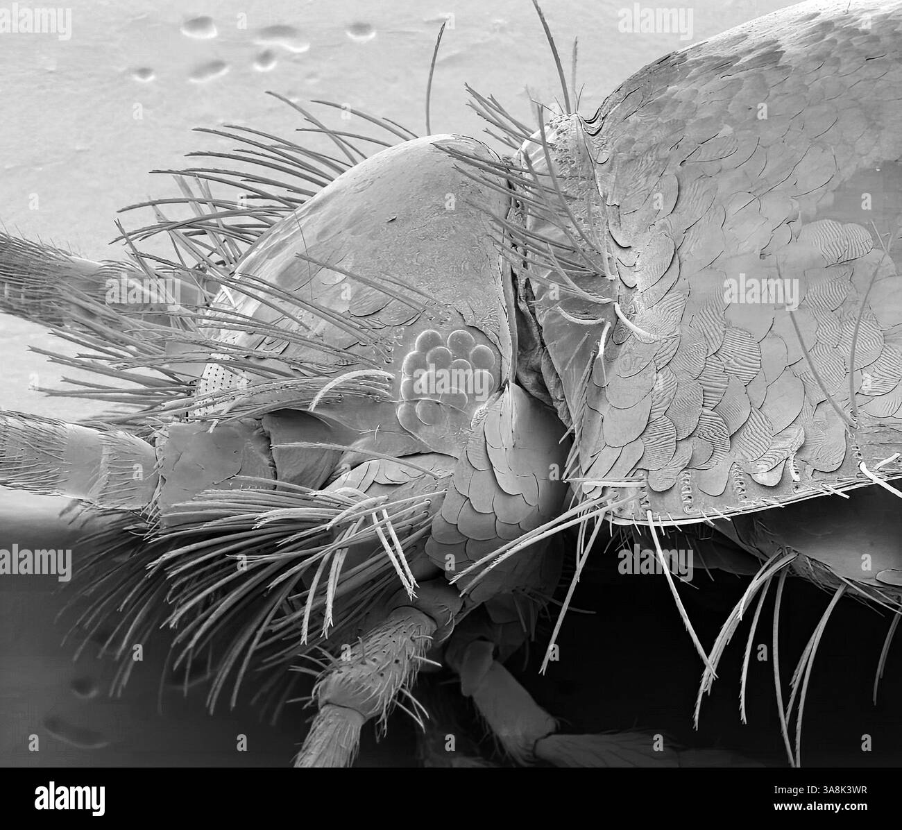 Scanning electron microscope fossil hi-res stock photography and images ...