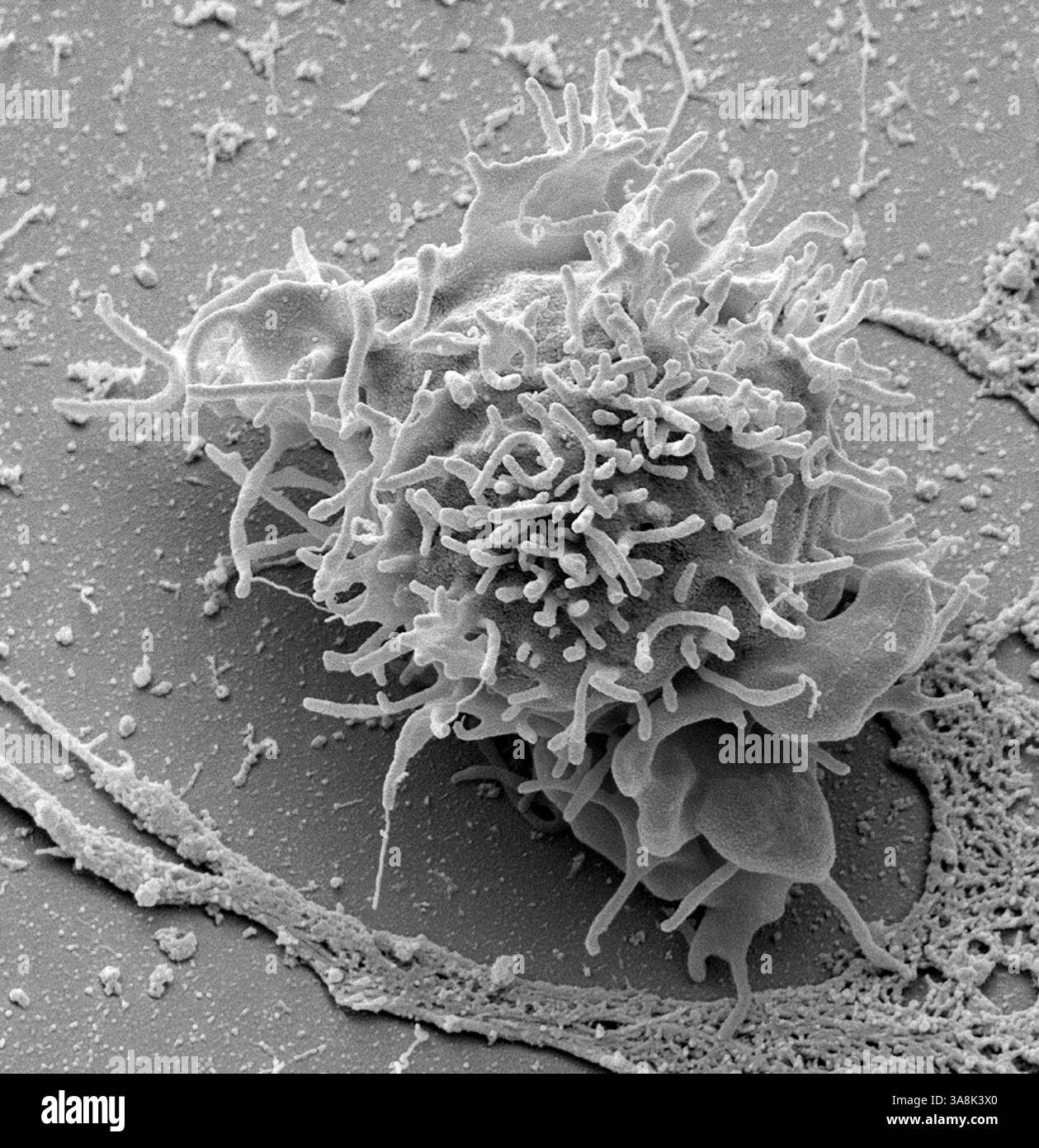 Human cell photos Black and White Stock Photos & Images - Alamy