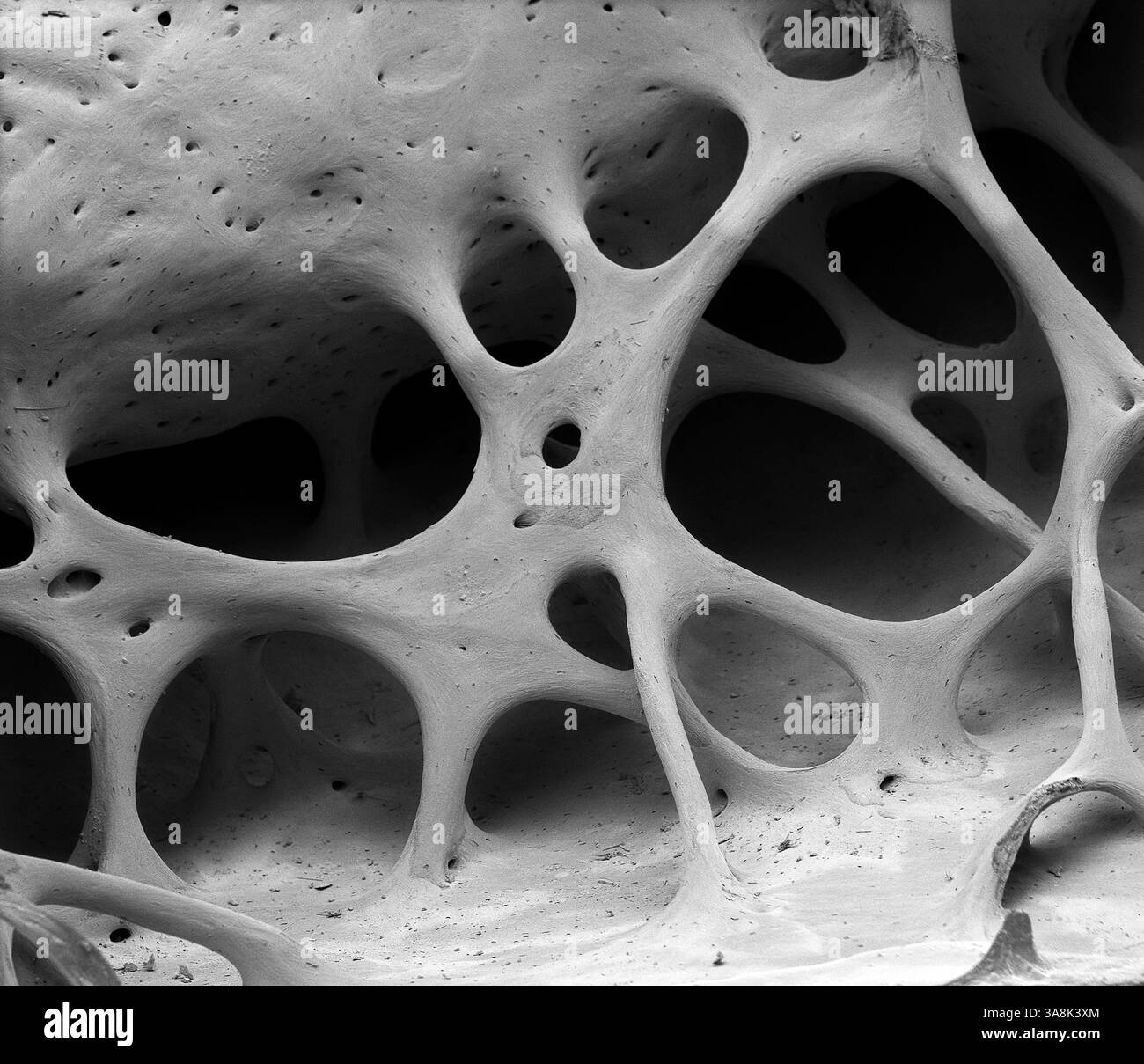 Histology of bone Black and White Stock Photos & Images - Alamy
