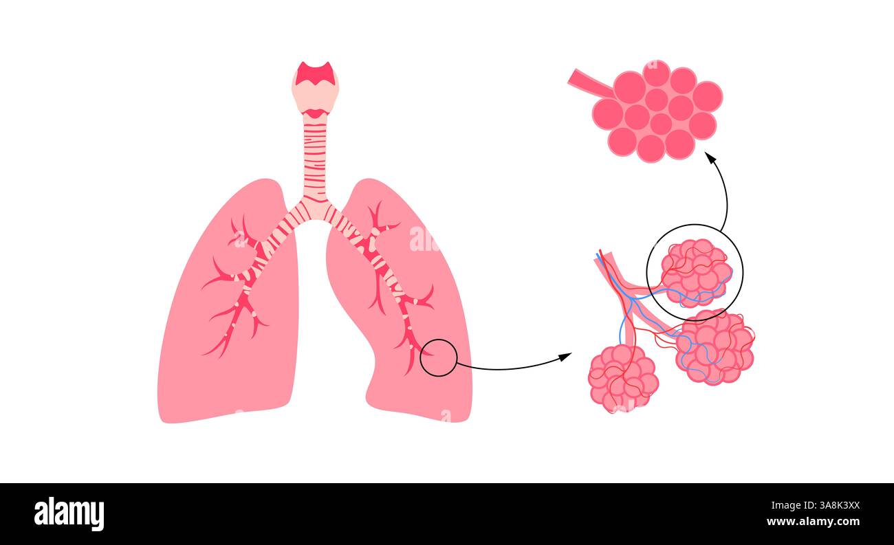 Illustration of human lungs, the organ responsible for respiration, gas ...