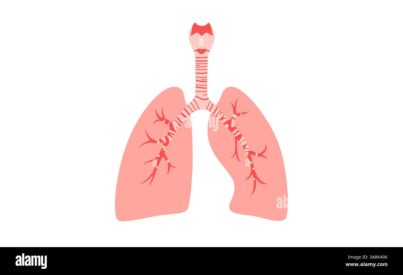 Illustration of human lungs, the organ responsible for respiration, gas ...