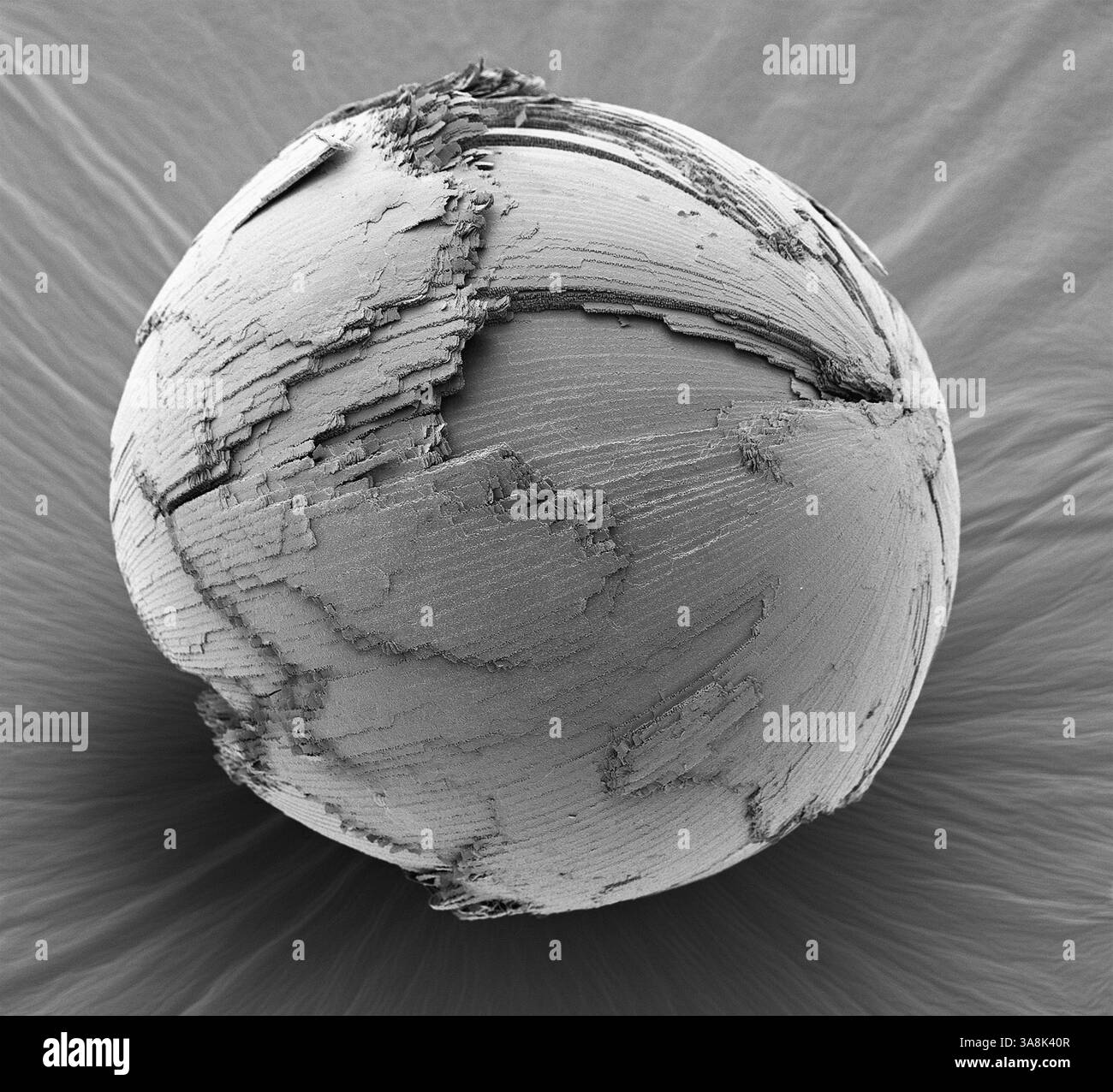 Eye lens, SEM Stock Photo - Alamy