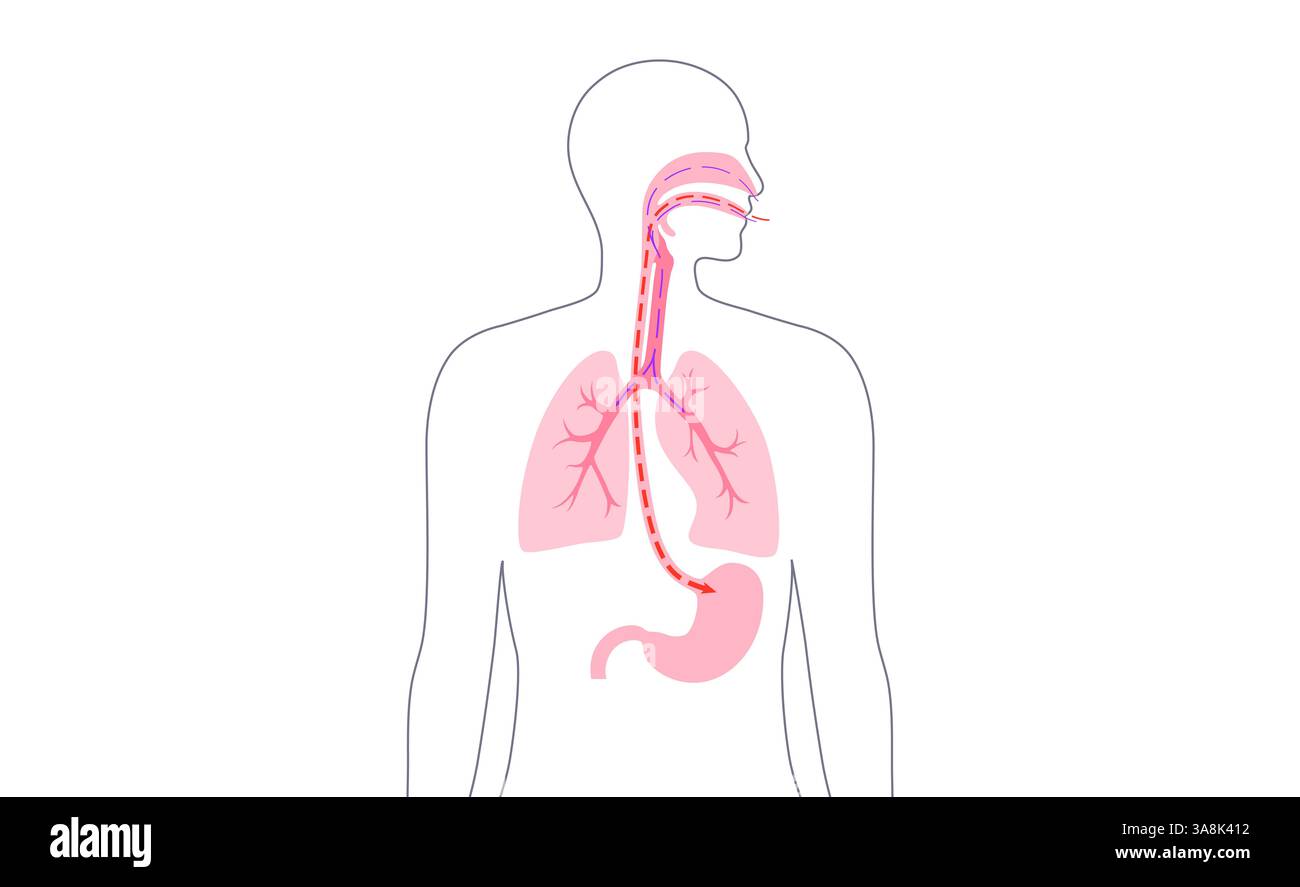 Illustration of the respiratory and digestive systems with lungs ...