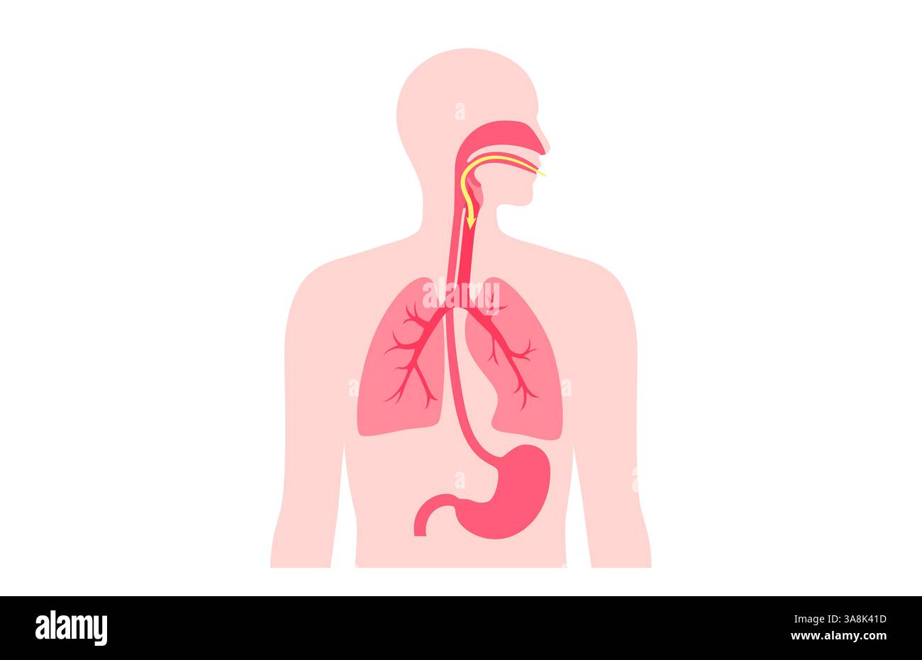Illustration of the respiratory and digestive systems with lungs ...