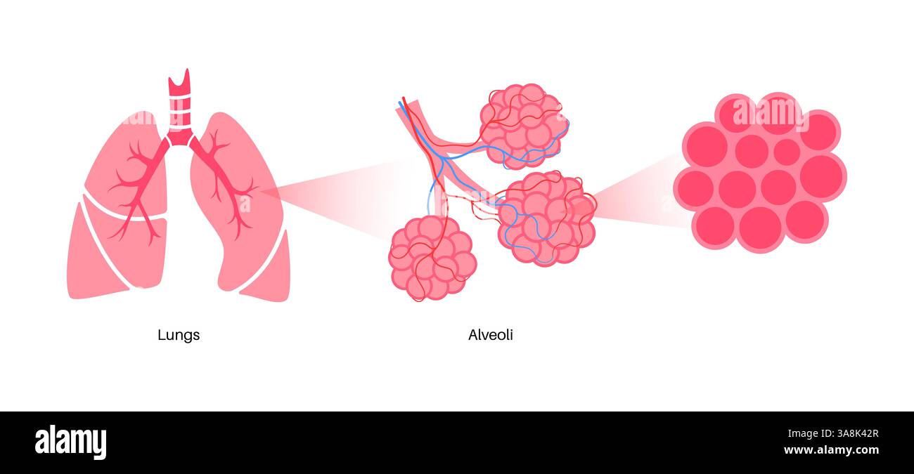 Illustration of human lungs, the organ responsible for respiration, gas ...