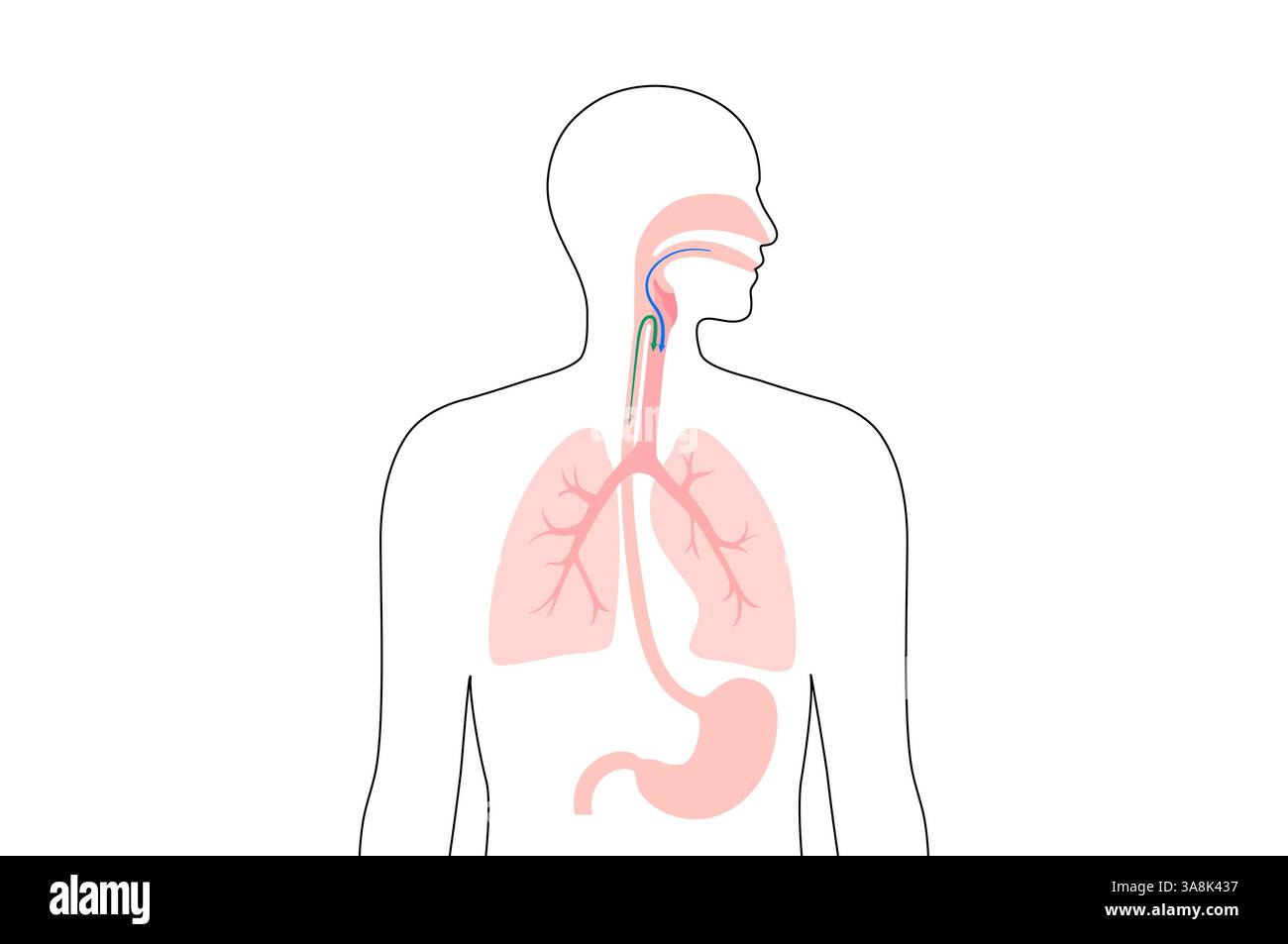 Lower organs of the respiratory system hi-res stock photography and ...