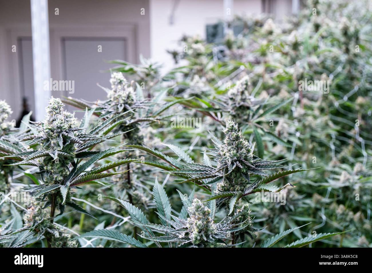 Lush cannabis plants showcase rich buds in a vibrant agricultural ...
