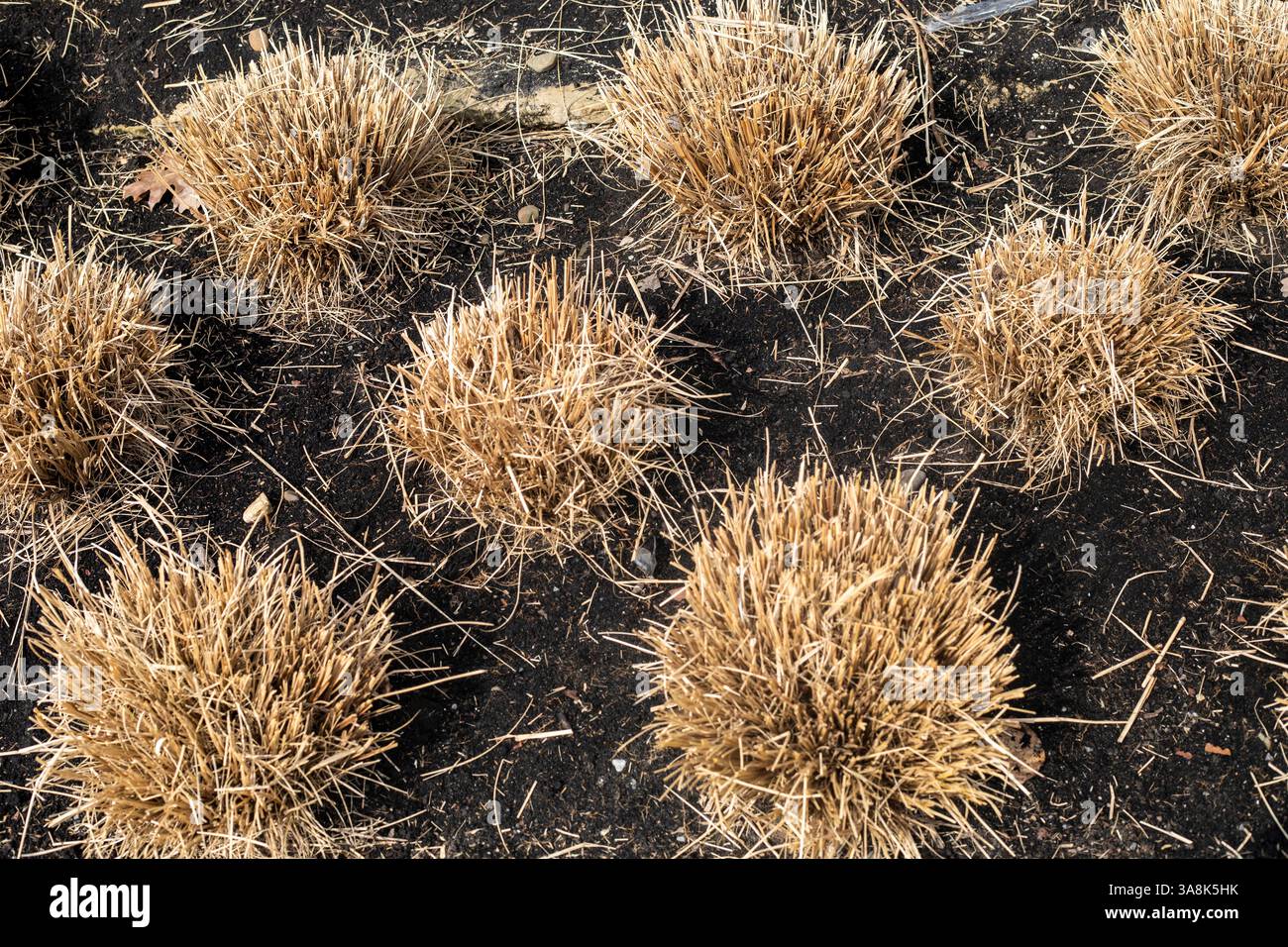 dry bushes plants before growth in spring. Garden and vegetable garden ...