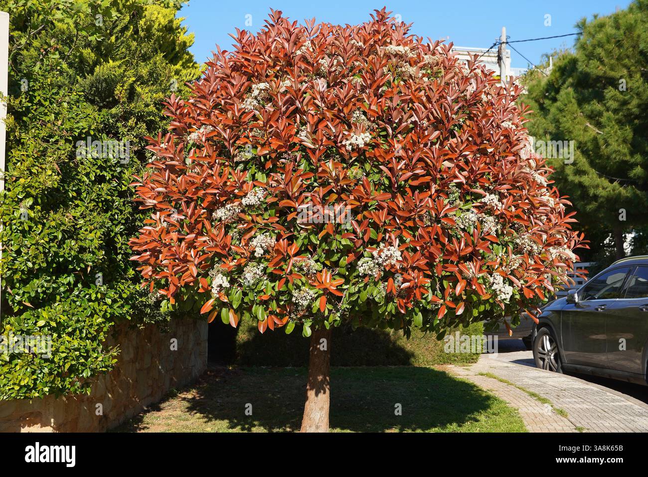 A blooming photinia fraseri red robin tree with red and green leaves ...