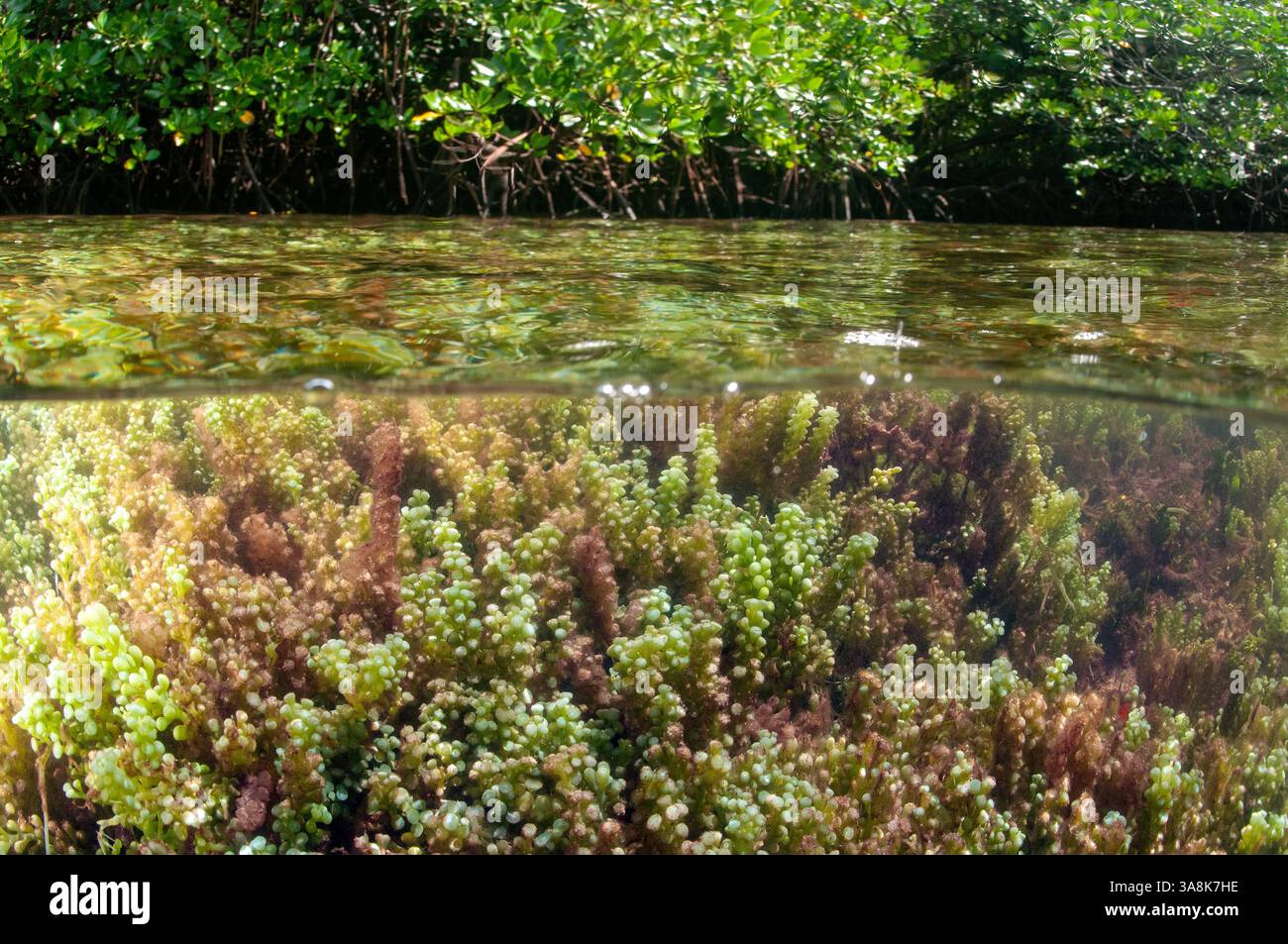 Mangrove forest and Caulerpa racemosa macroalgae in split shot, Gam ...