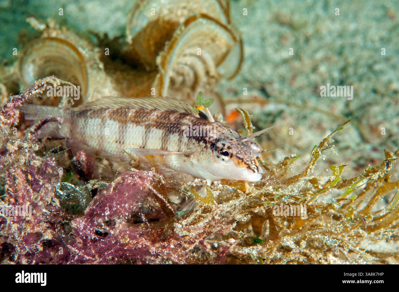 Nosestripe sandperch, Parapercis lineopunctata, Raja Ampat Indonesia ...