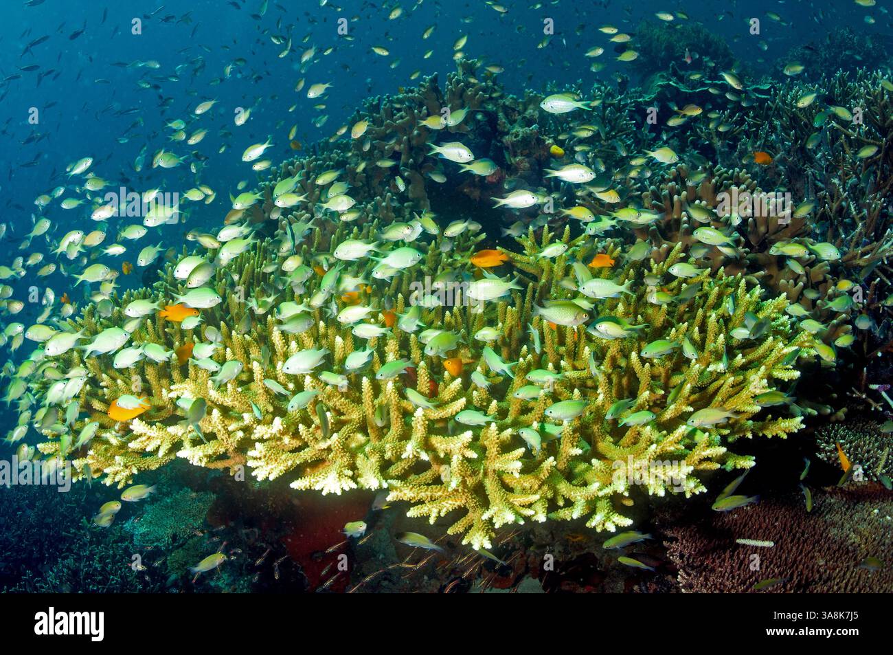 Blue and yellow damsels over branching hardcorals Raja Ampat Indonesia ...