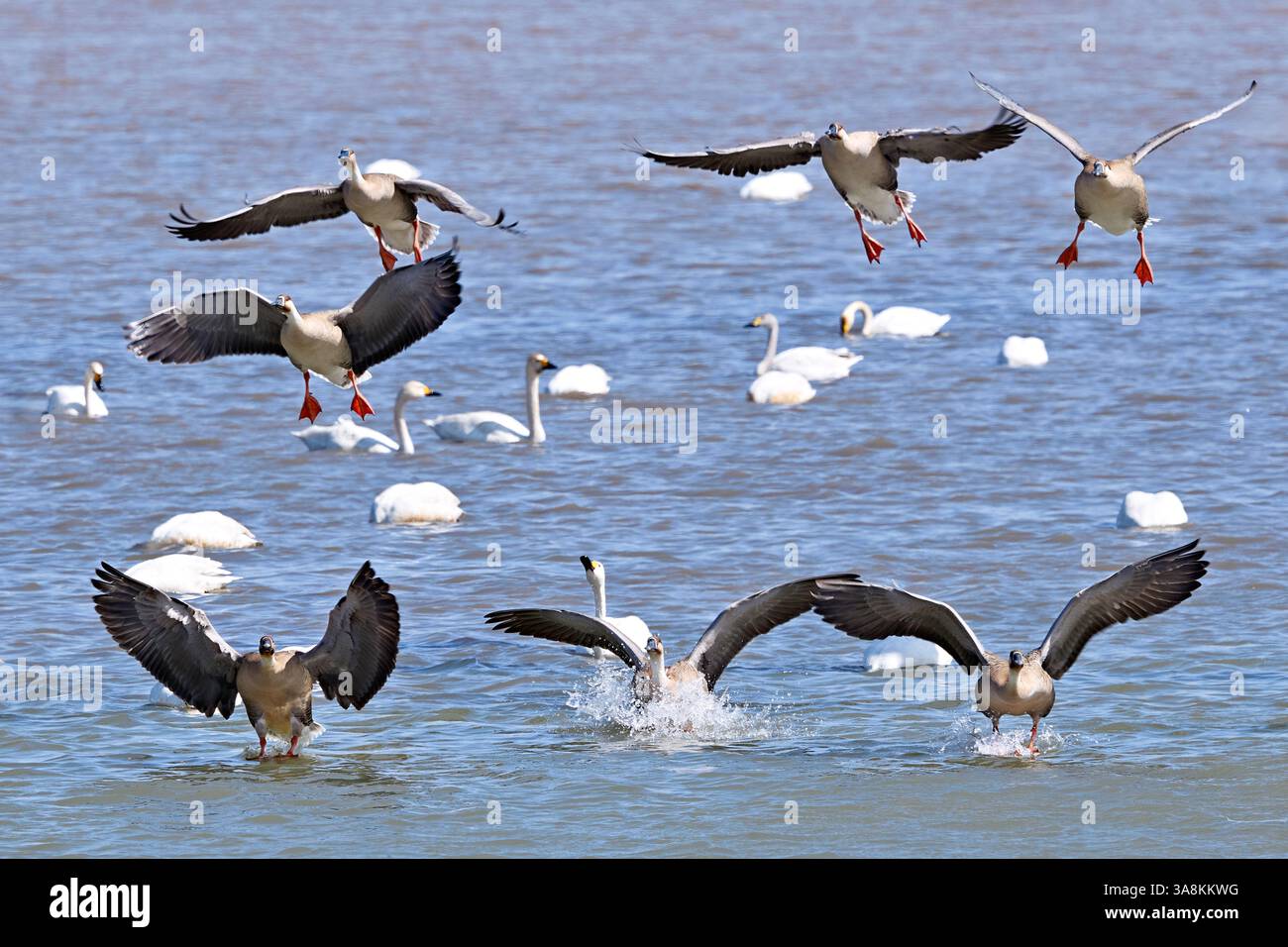 Geese Flying and Swimming Over Blue Water Stock Photo - Alamy