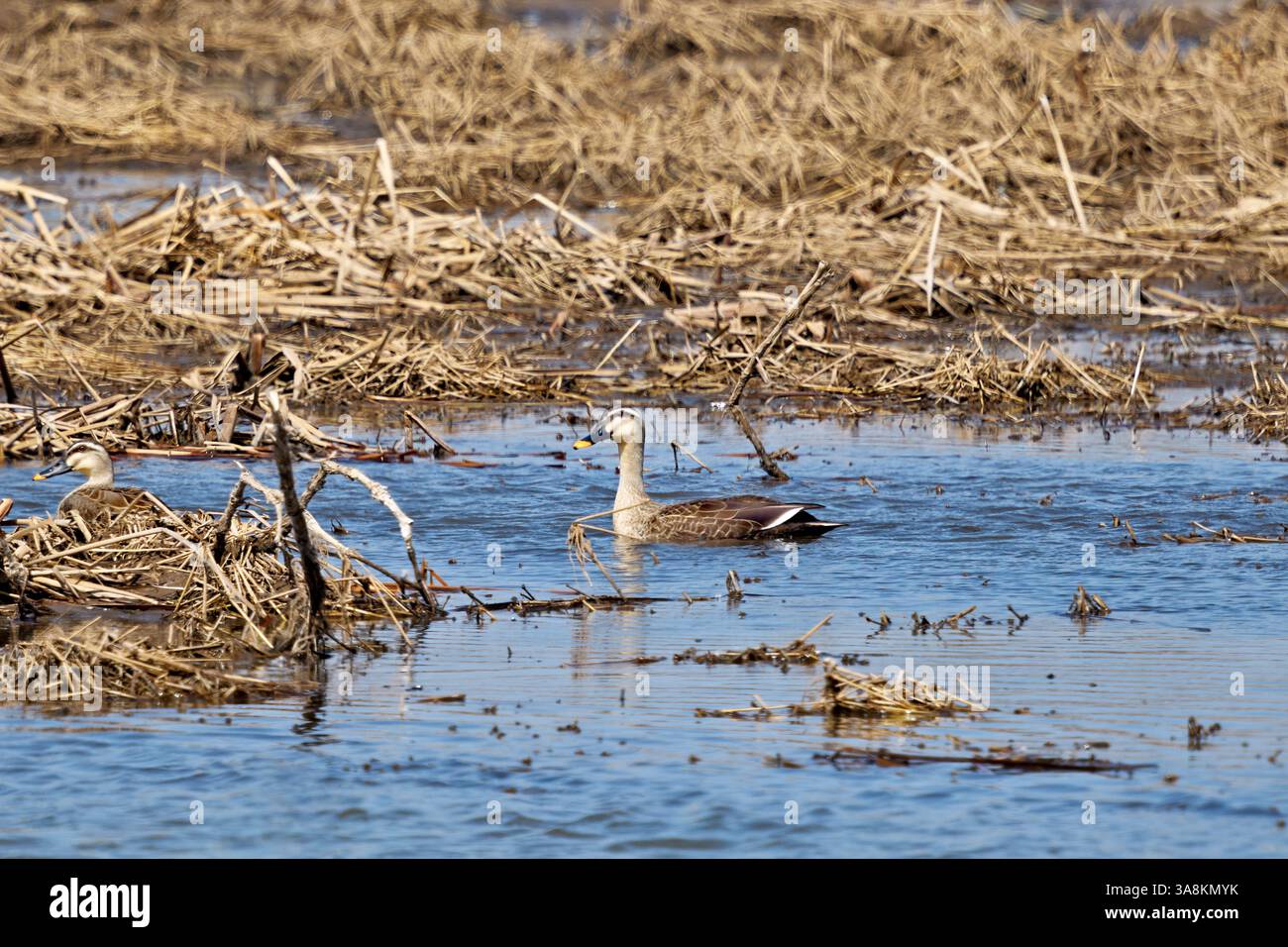 Mallard Ducks Resting on Mudflat Near Water Stock Photo - Alamy