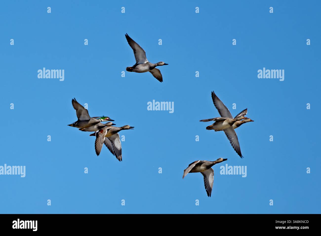 Common Shelduck in Flight Against Blue Sk Stock Photo - Alamy