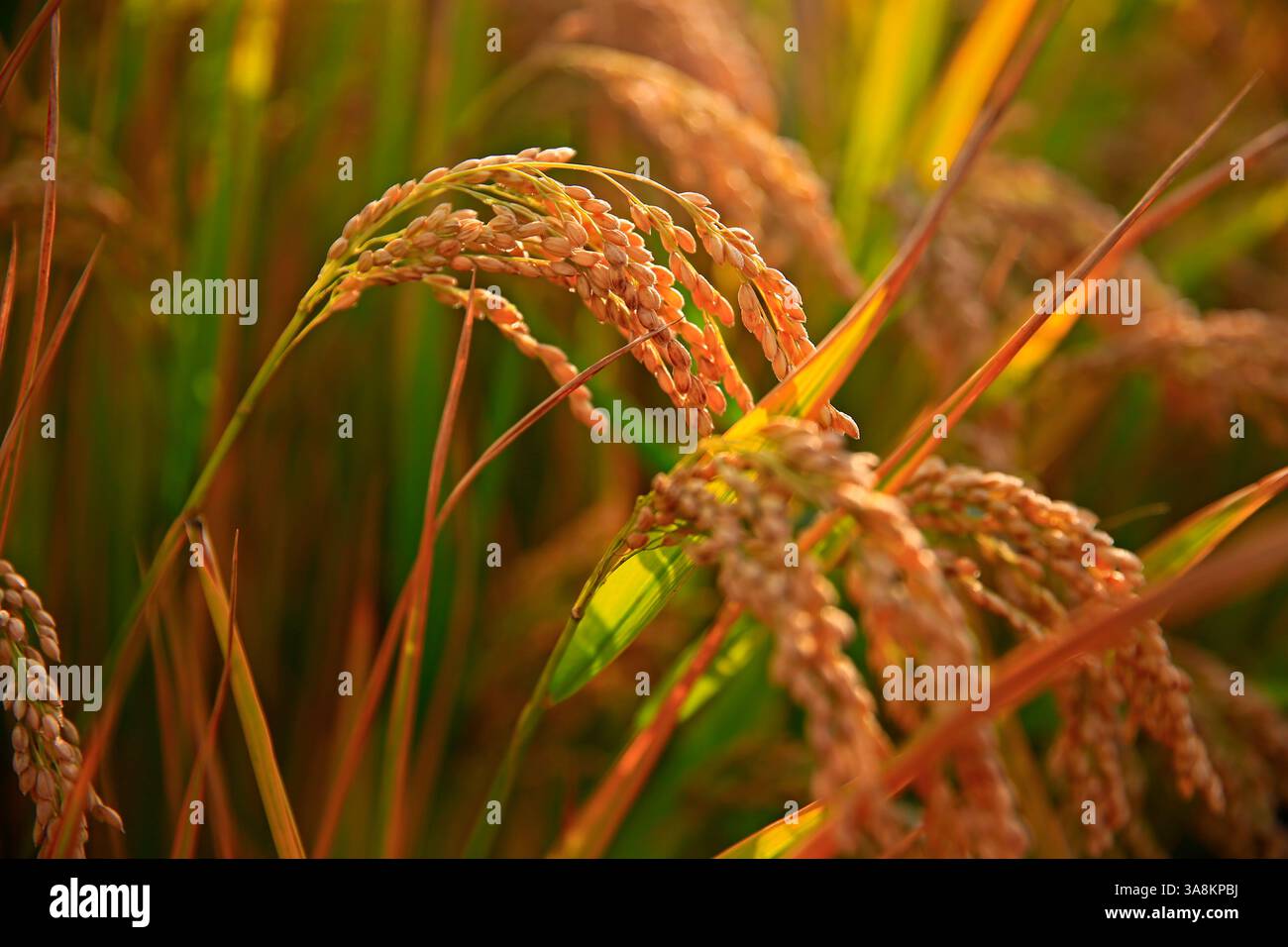 Mature rice farm in the country Stock Photo - Alamy