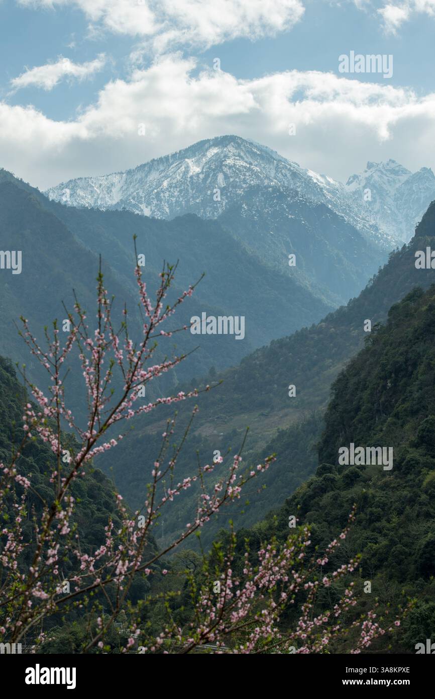 Nujiang. 27th Mar, 2025. Cherry blossoms are seen with the Gaoligong ...