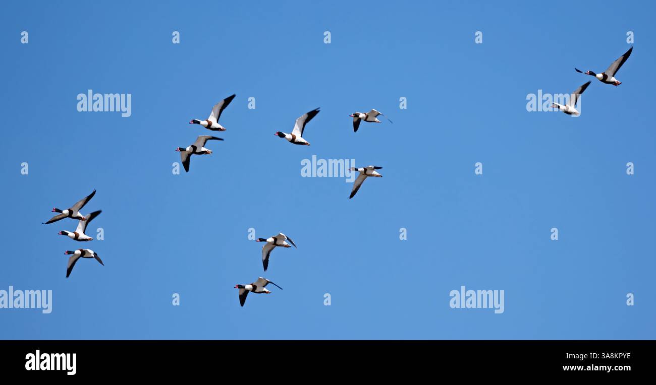 Common Shelduck in Flight Against Blue Sk Stock Photo - Alamy