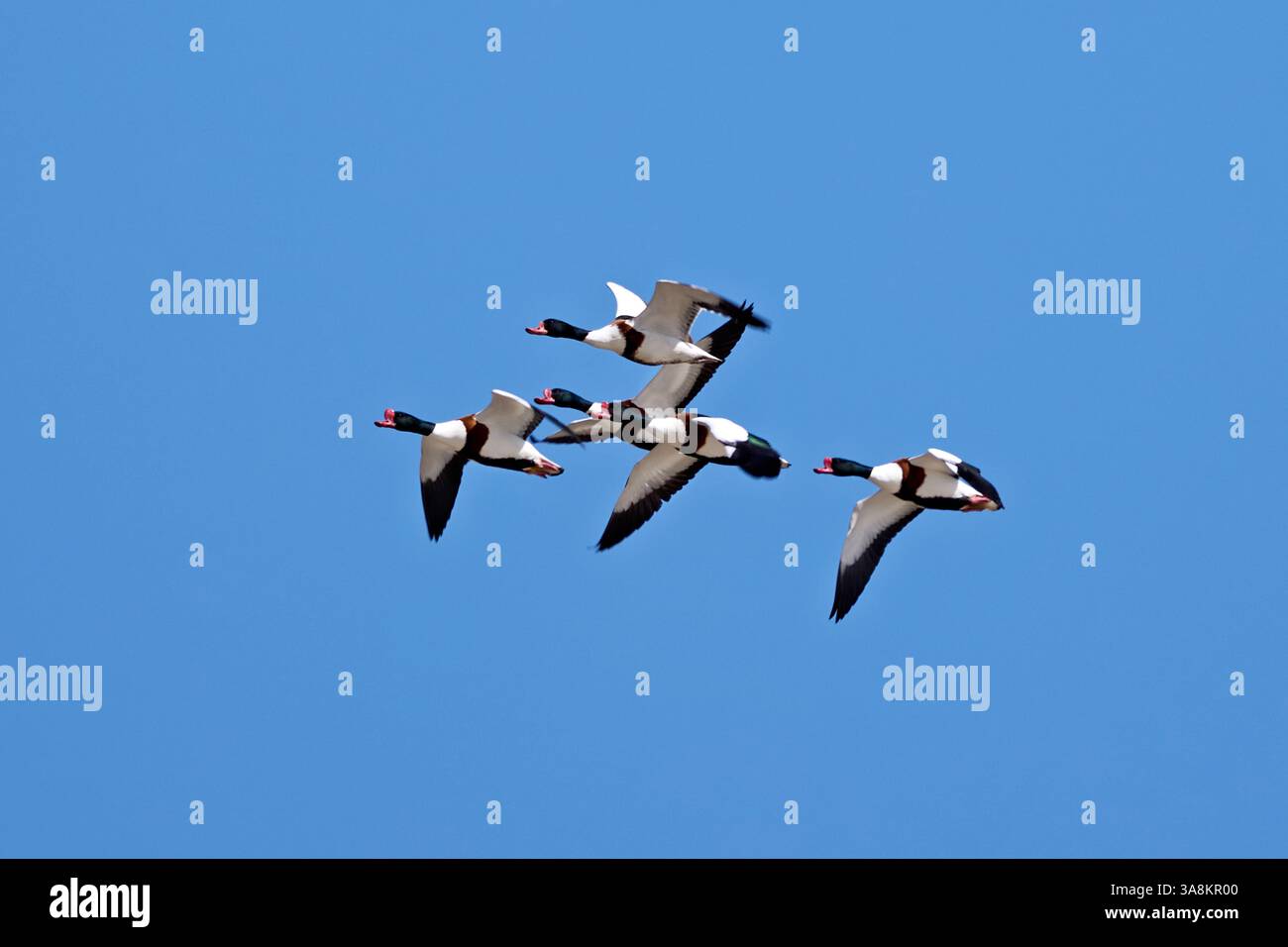 Common Shelduck in Flight Against Blue Sk Stock Photo - Alamy