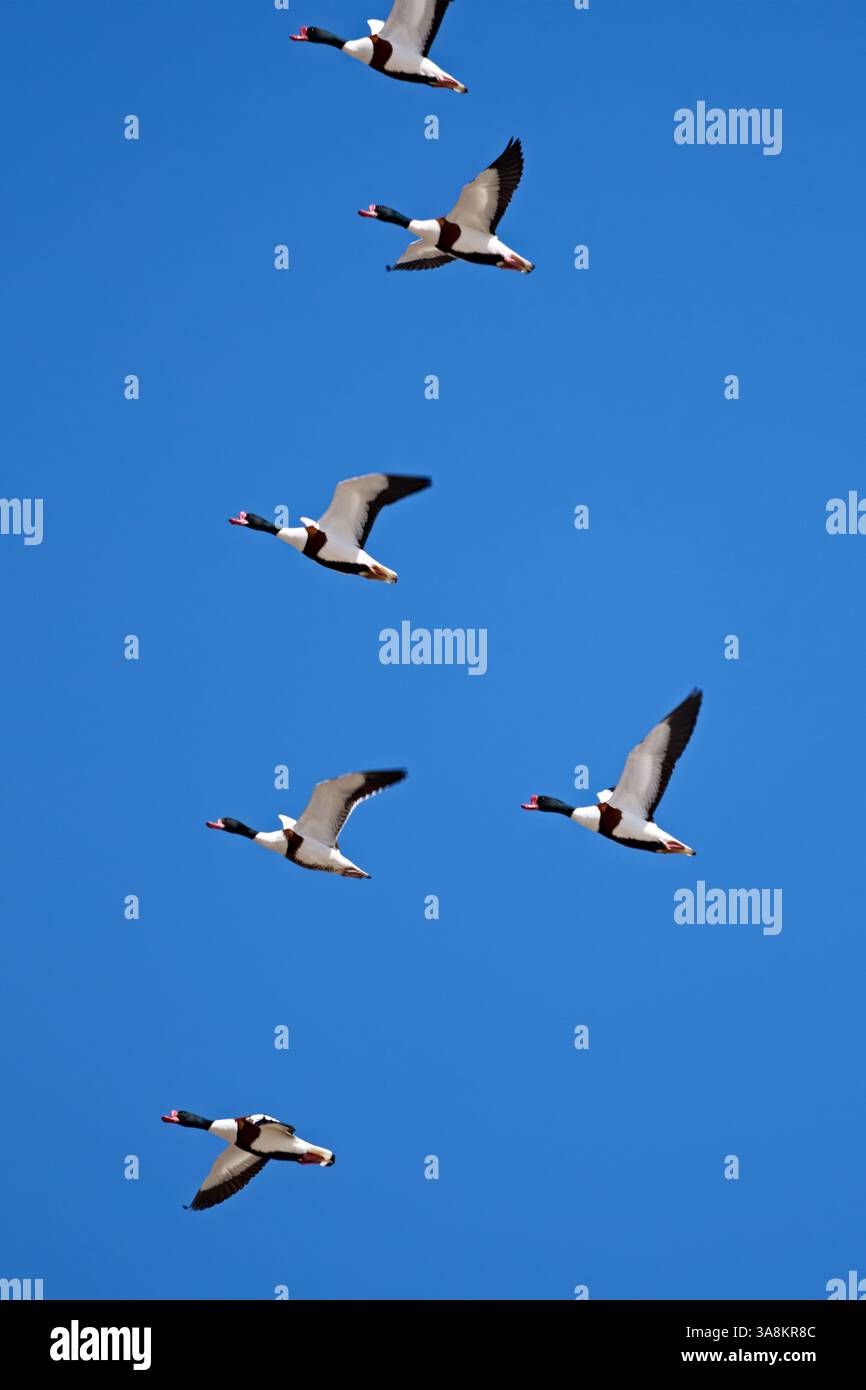 Common Shelduck in Flight Against Blue Sk Stock Photo - Alamy