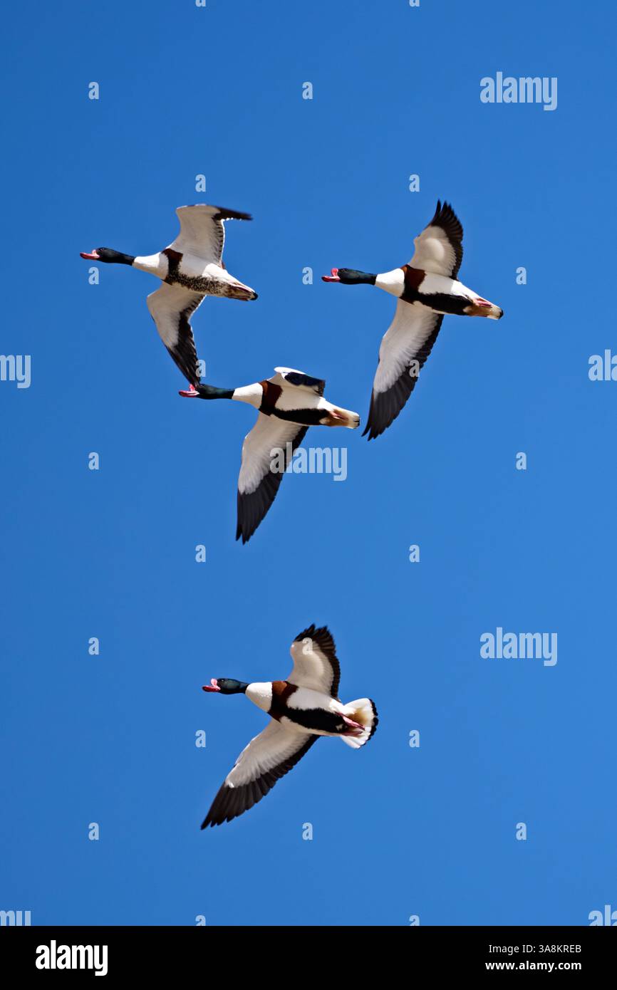 Common Shelduck in Flight Against Blue Sk Stock Photo - Alamy