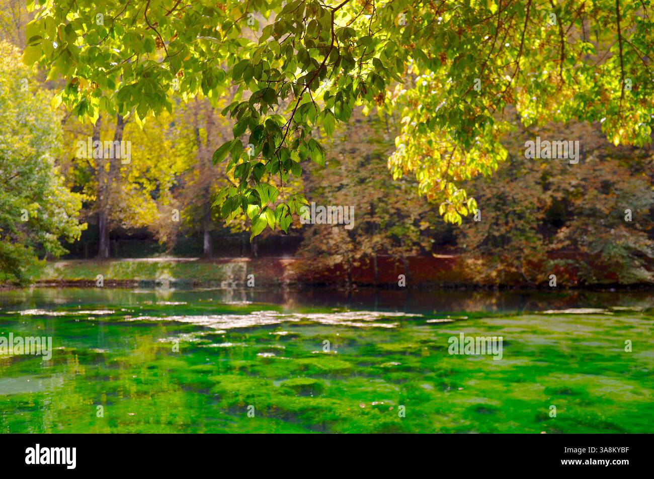 focus on autumn foliage on background blurred spring water in the park ...