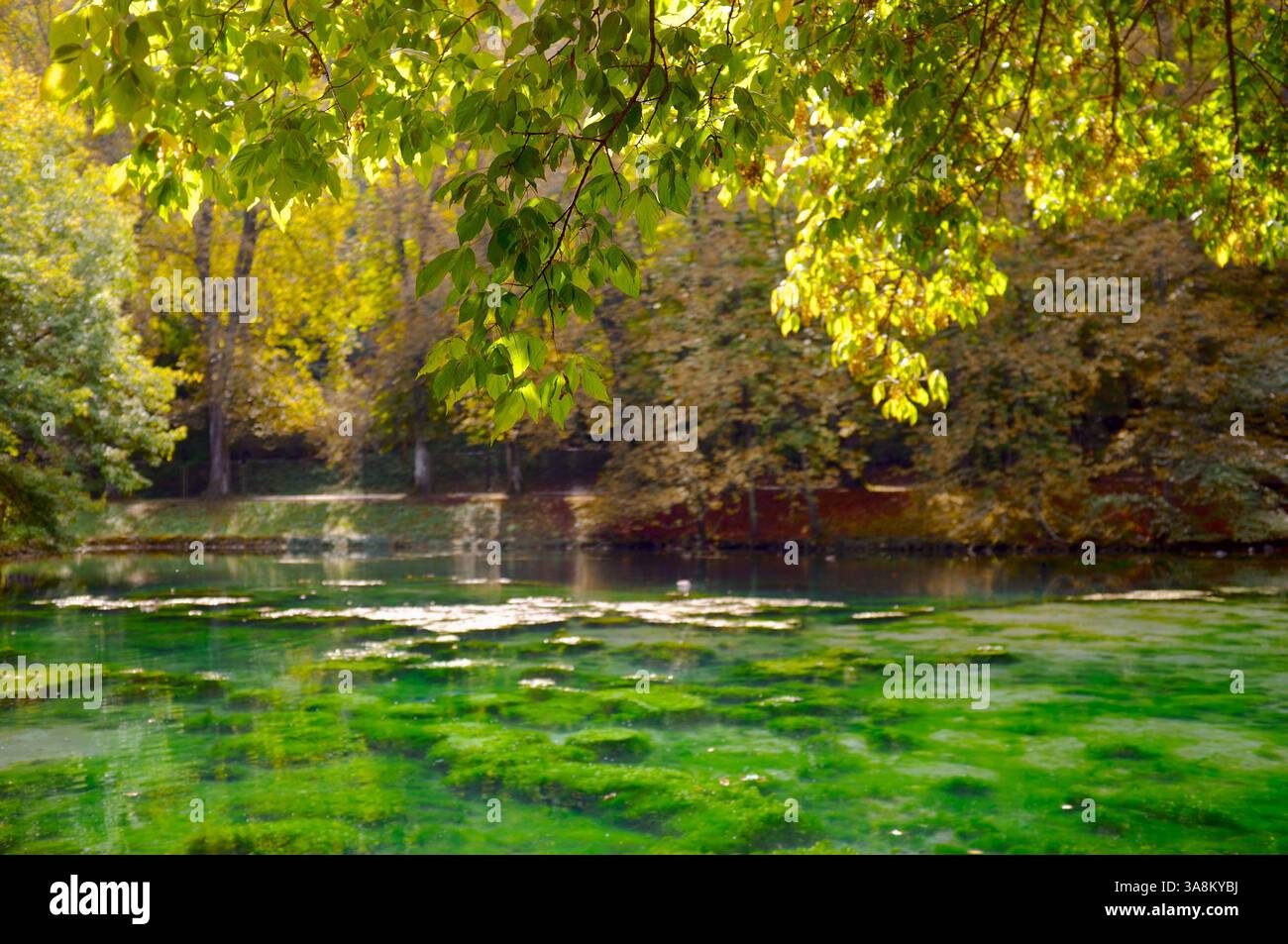 focus on autumn foliage on background blurred spring water in the park ...