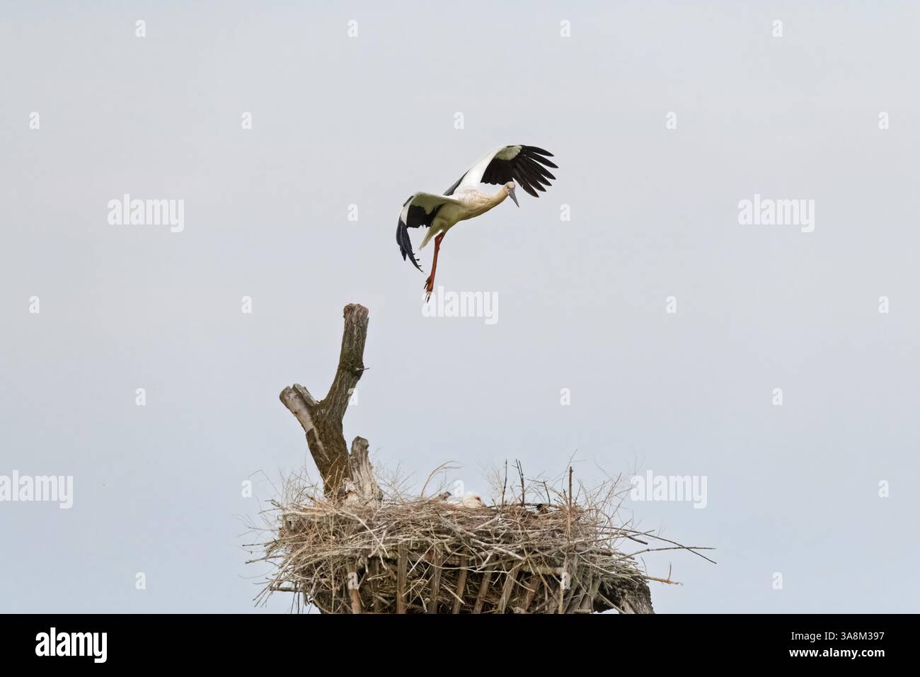 The Oriental White Stork, a first-class protected animal in China Stock ...