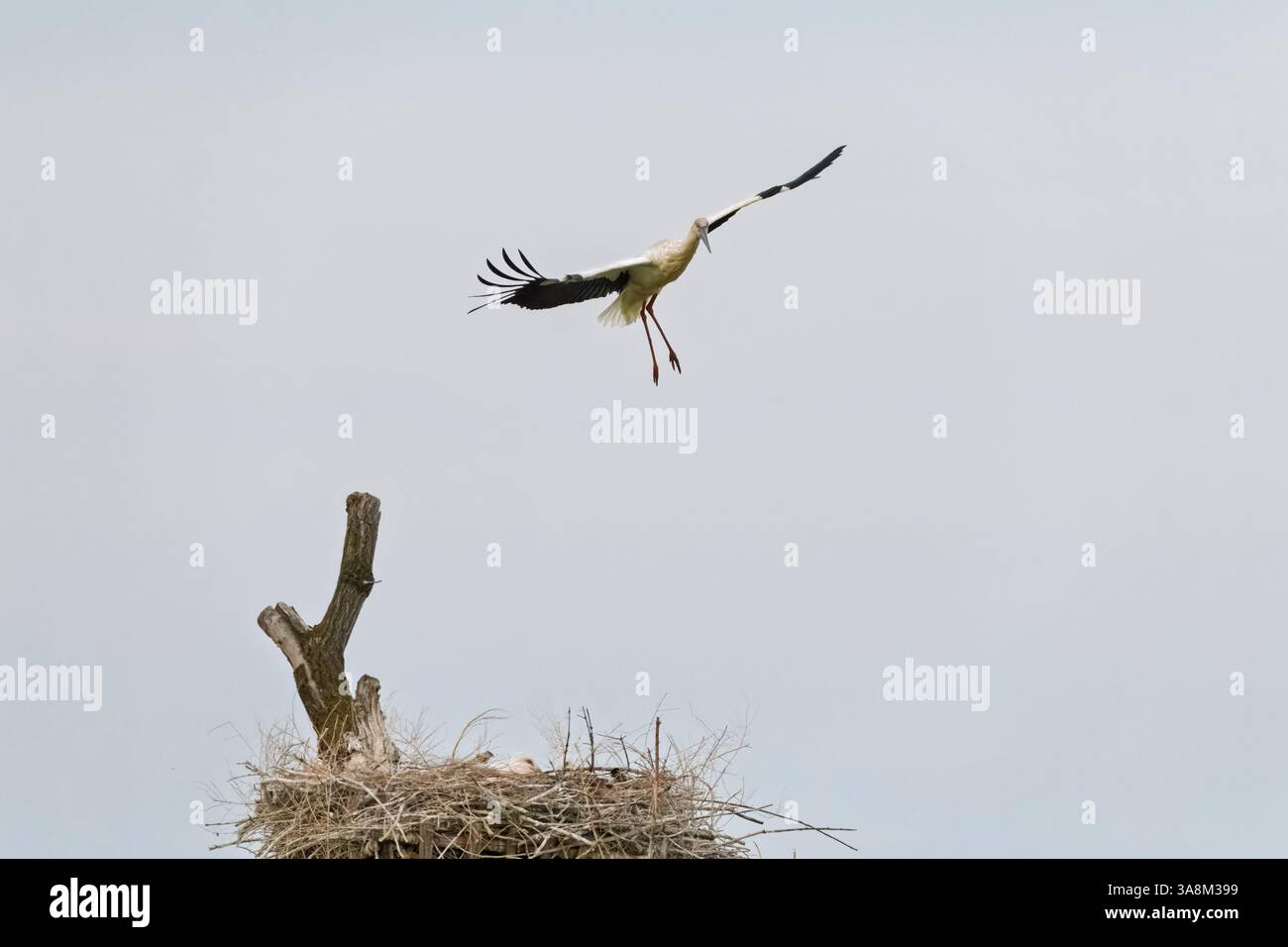 The Oriental White Stork, a first-class protected animal in China Stock ...