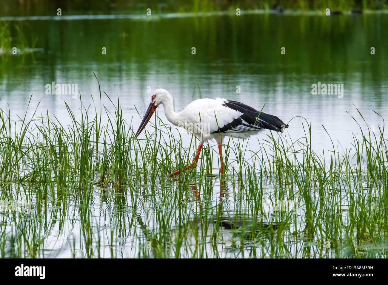 The Oriental White Stork, a first-class protected animal in China Stock ...