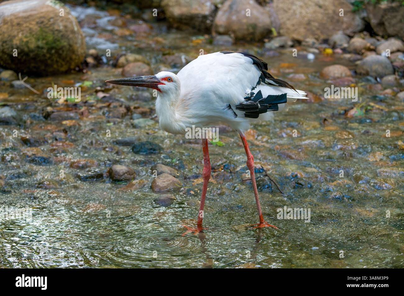 The Oriental White Stork, a first-class protected animal in China Stock ...
