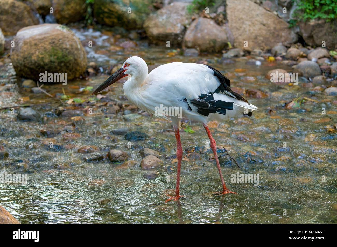 The Oriental White Stork, a first-class protected animal in China Stock ...
