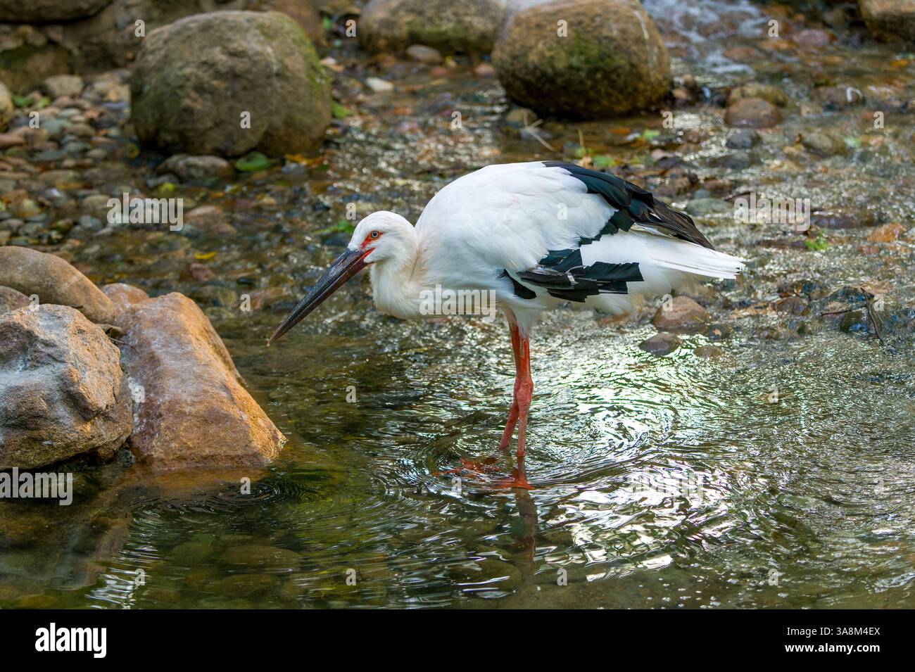 The Oriental White Stork, a first-class protected animal in China Stock ...