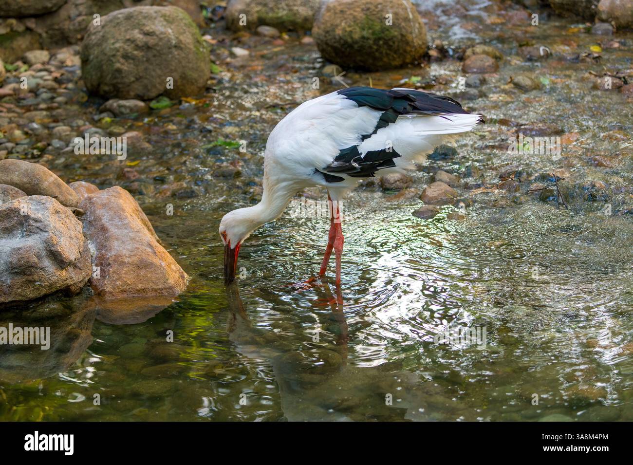The Oriental White Stork, a first-class protected animal in China Stock ...