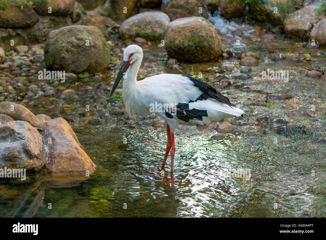 The Oriental White Stork, a first-class protected animal in China Stock ...