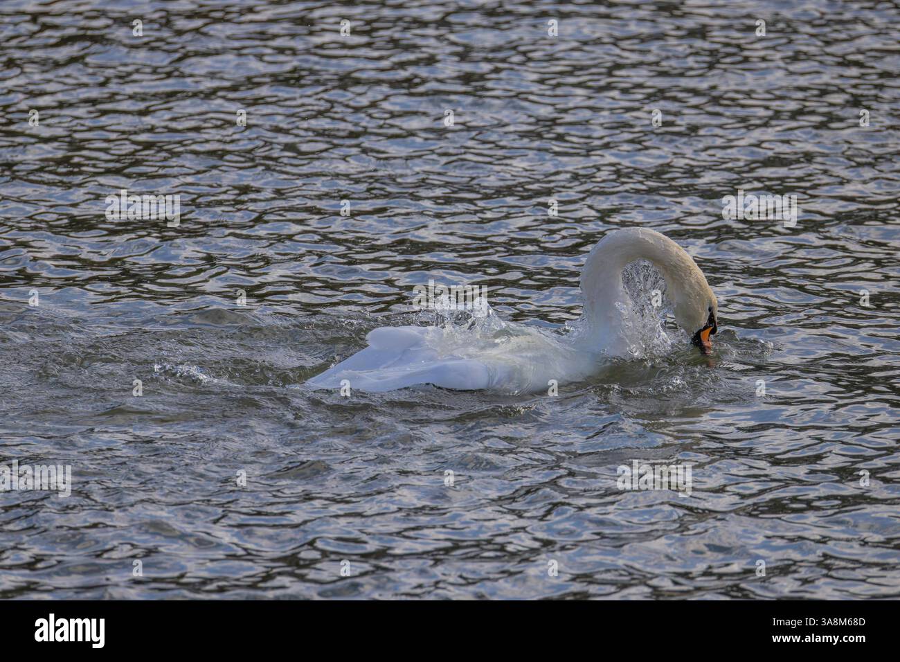 Water off a Swans back Stock Photo - Alamy