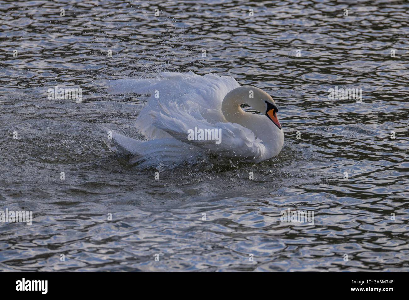 Thrashing the water hi-res stock photography and images - Alamy