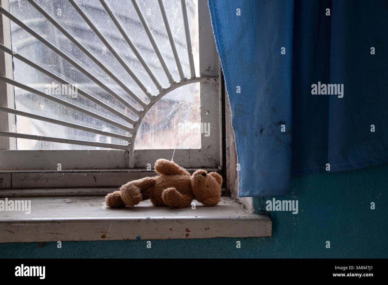 A baby brown bear lies on a barred window in an old abandoned house in ...
