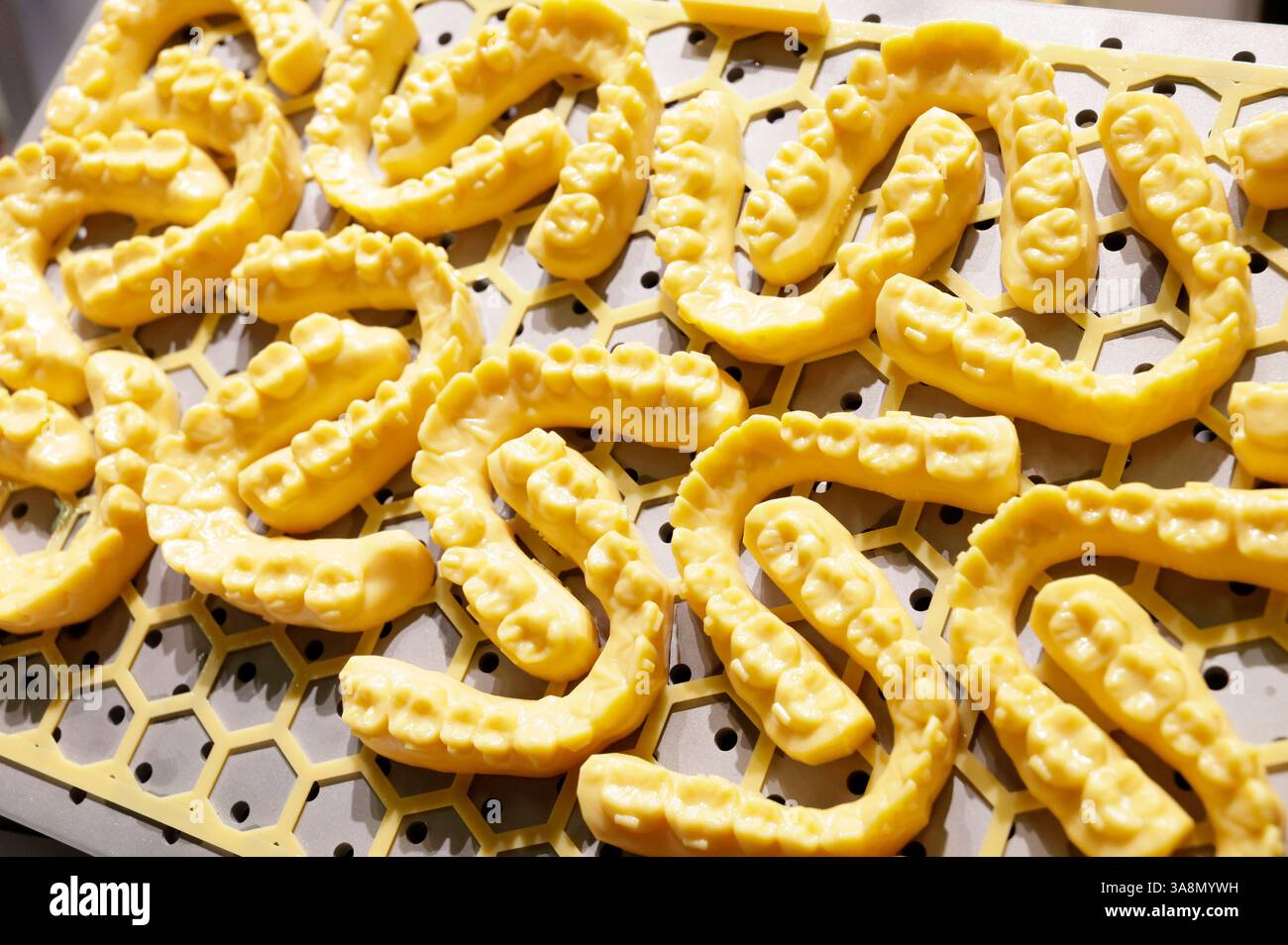 Dentalmodelle auf der IDS - Internationale Dental-Show in der ...