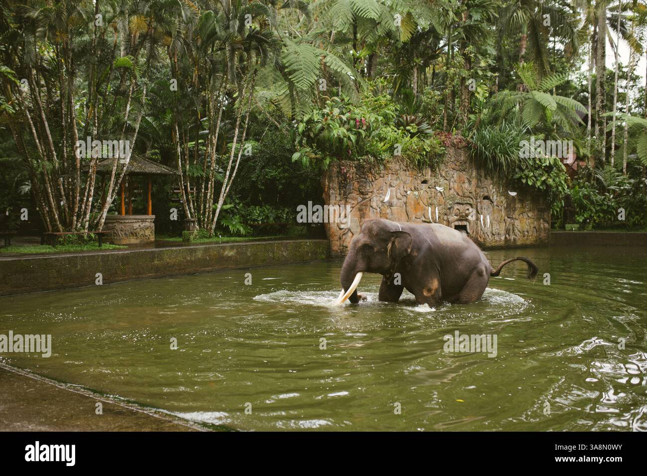 Splash water on elephant bath time Stock Photo - Alamy