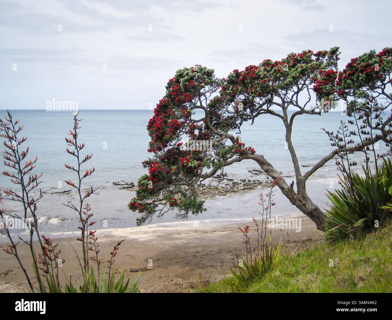 Pohutukawa trees and Native New Zealand Flax (Harakeke) in full bloom ...