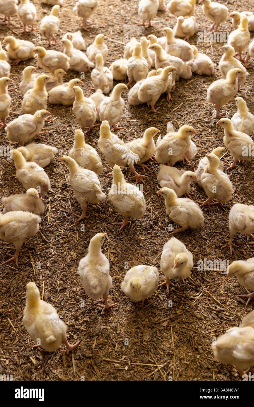 Meat breeds broiler chickens hi-res stock photography and images - Alamy