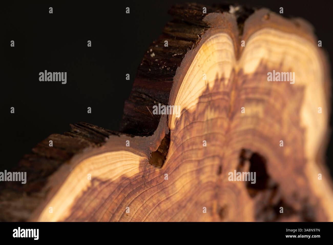 larch tree with annual rings close up, a section of the trunk of the ...