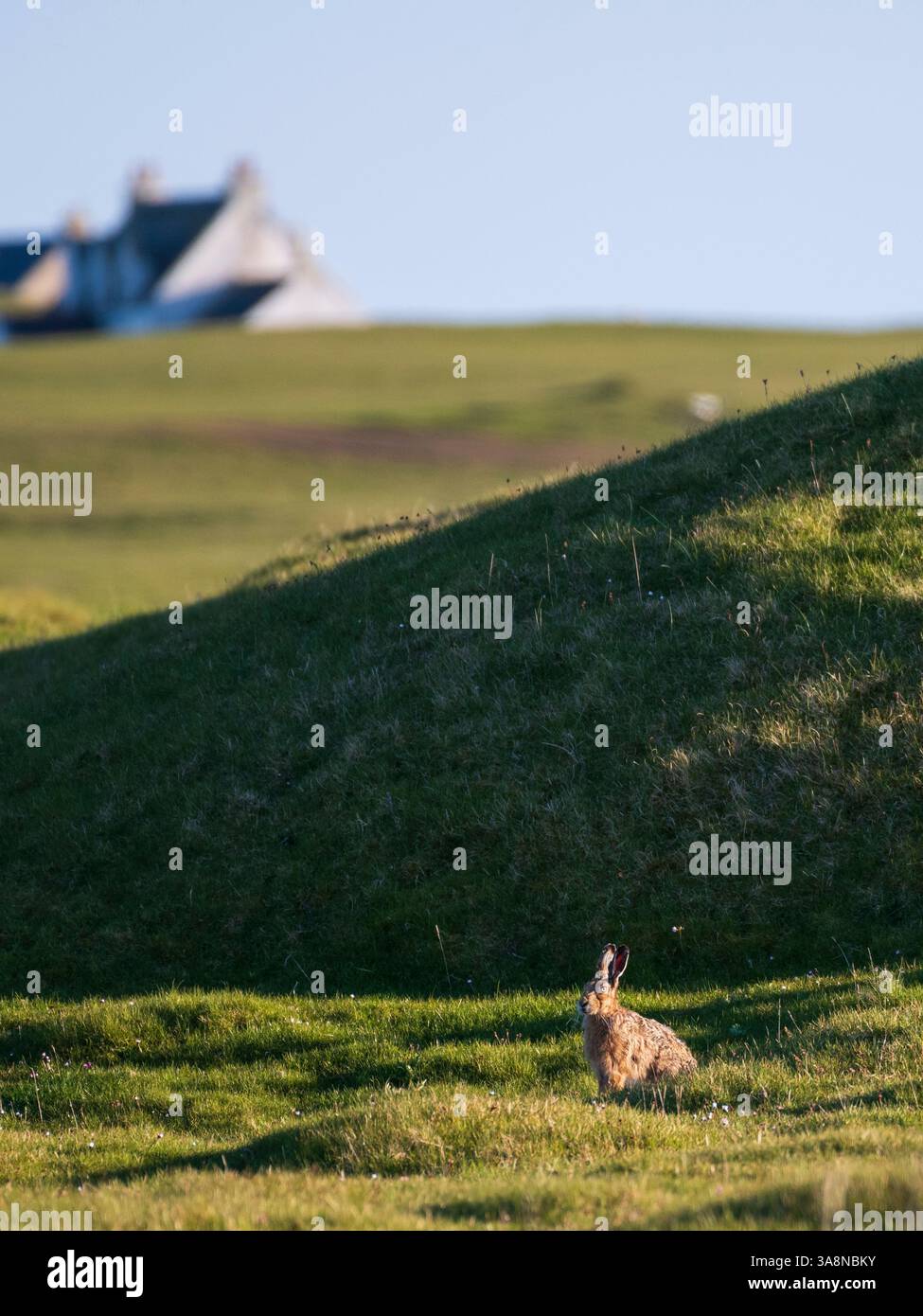 Brown Hare, Isle of Tiree, Inner Hebrides, Scotland Stock Photo - Alamy