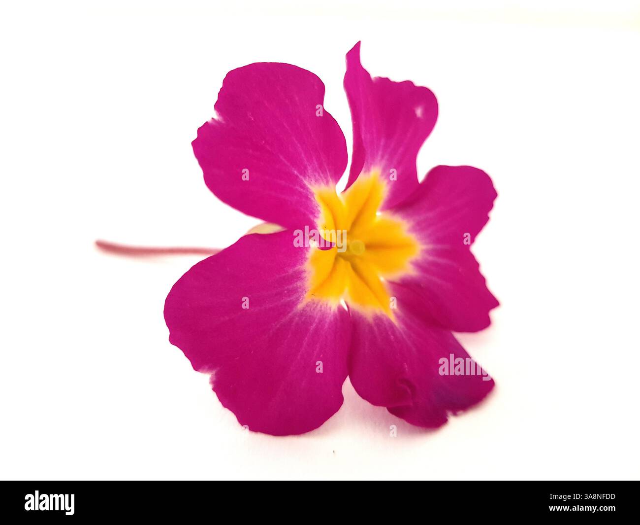 A single pink primula flower on a white background Stock Photo - Alamy