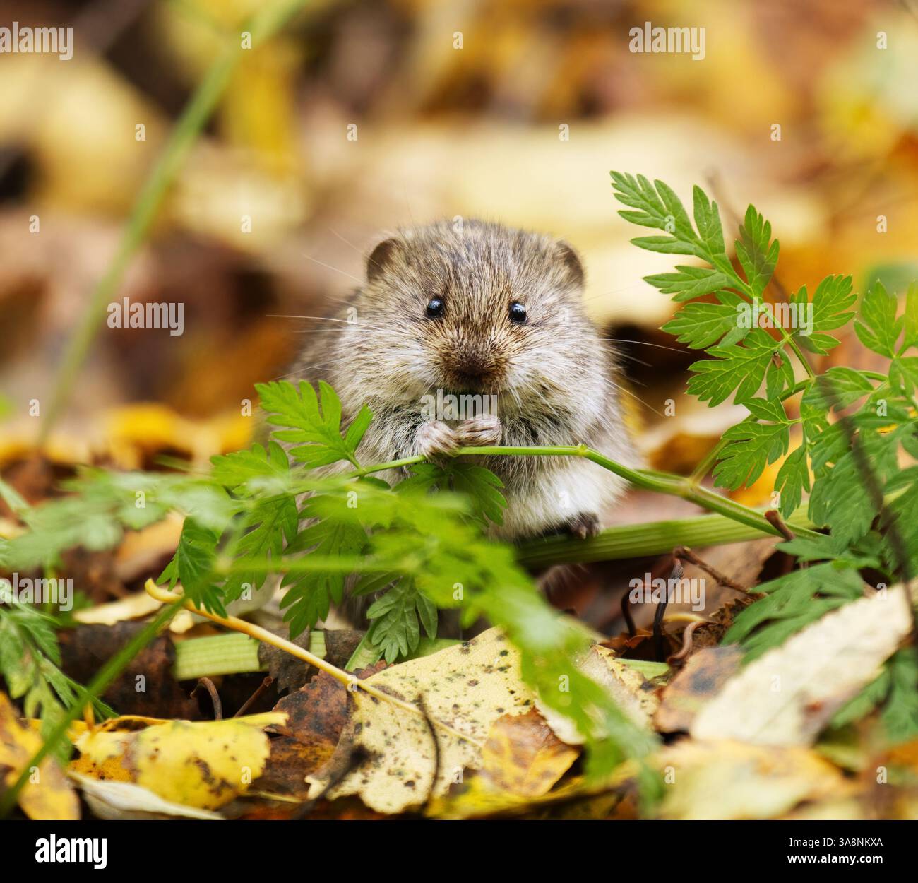short-tailed field vole, short-tailed vole, or field vole (Microtus ...