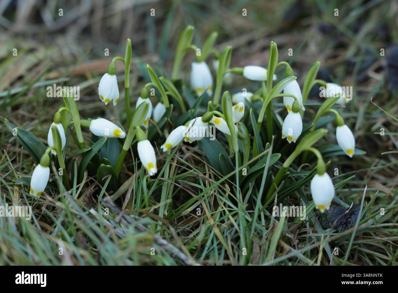 dense clump of spring flowers Leucojum glabra in the grass in early ...