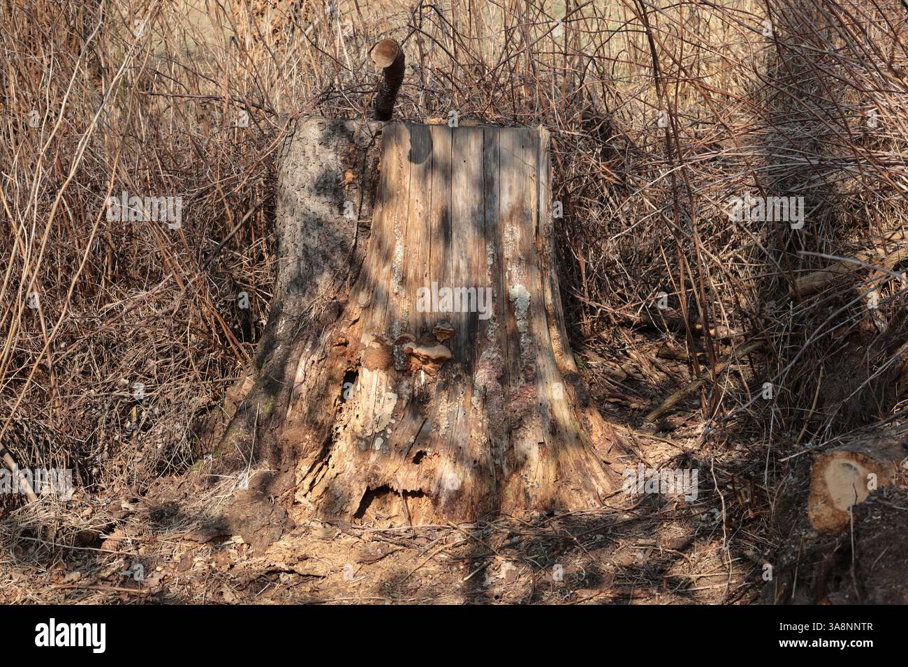dry, rotten, crumbling stump in a thicket of dry thorny bushes and ...