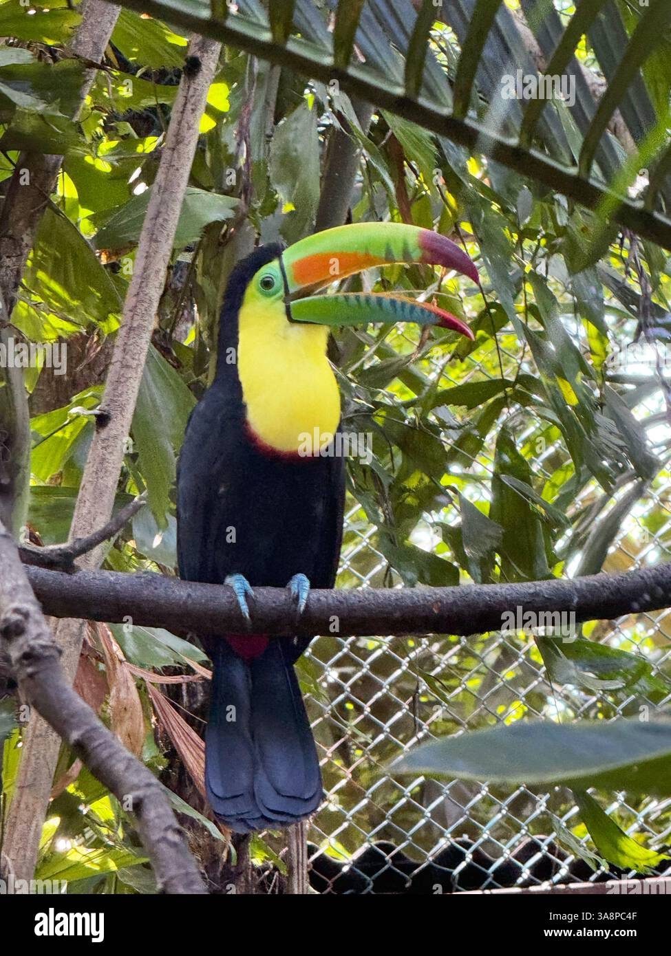 A keel-billed toucan with a vivid yellow chest and rainbow-colored beak ...